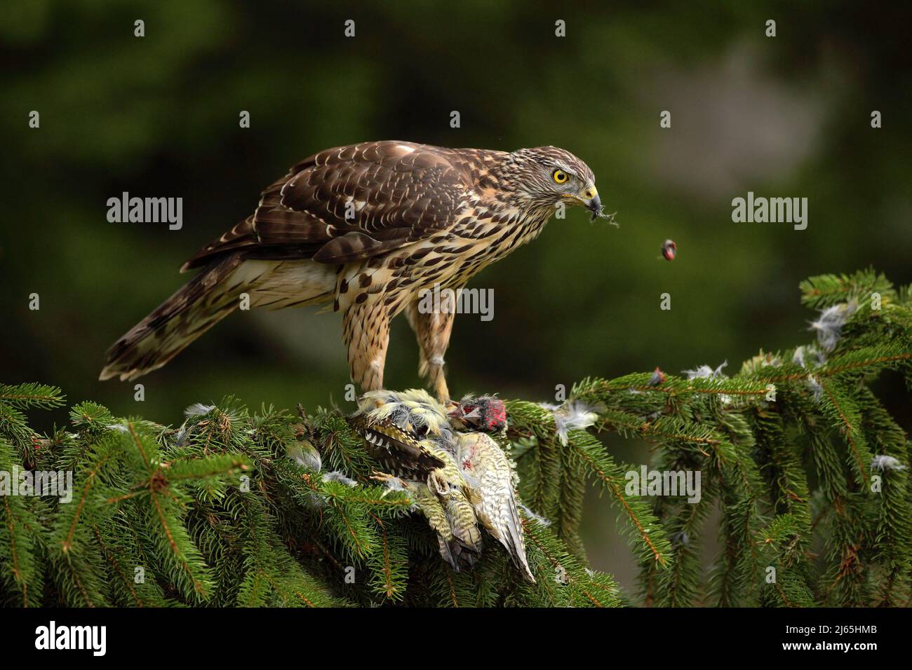 Bird of prey Goshawk, Accipiter gentilis, feeding Green Grey-headed ...