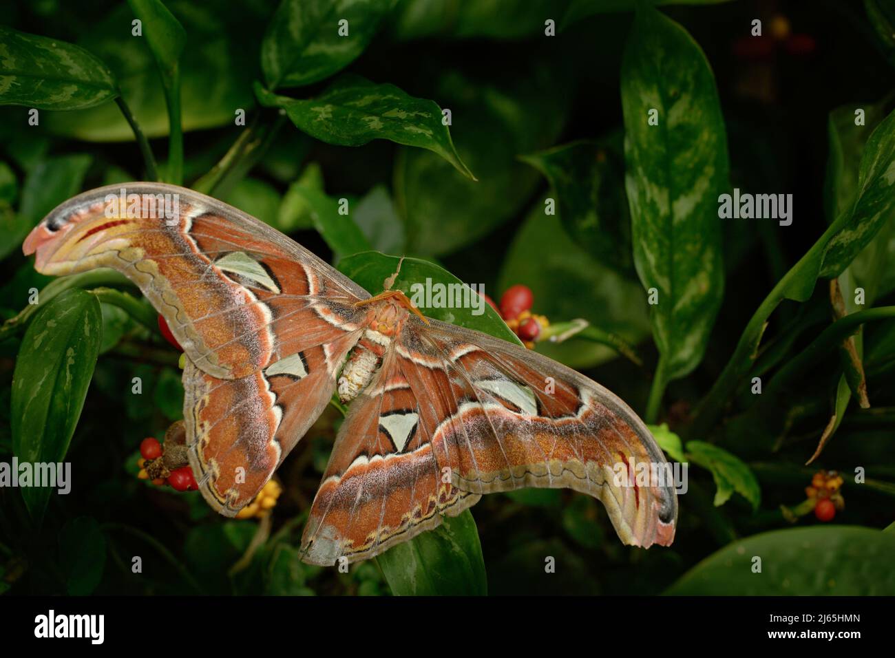 Beautiful big butterfly, Giant Atlas Moth,aka, Attacus atlas in habitat, India Stock Photo - Alamy