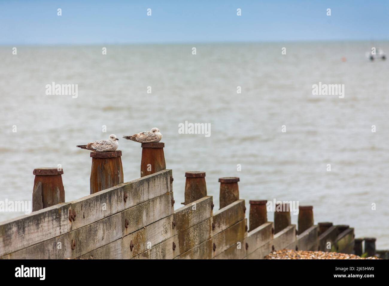 Whitstable is a seaside town located on the north coast of Kent, in ...