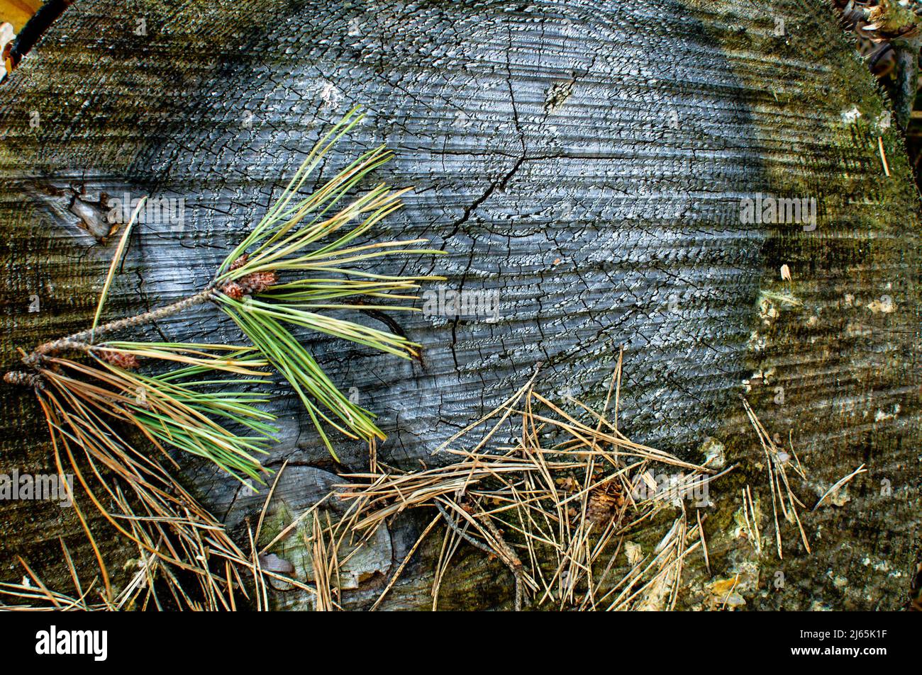wood cross section and texture, old tree stump, raw natural wood, macro ...