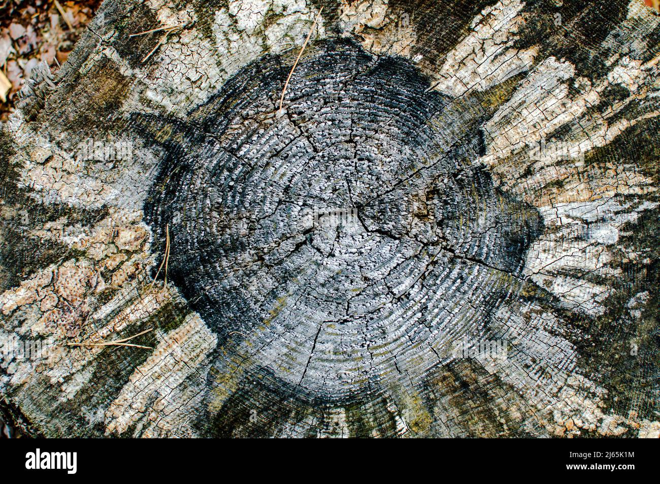 wood cross section and texture, old tree stump, raw natural wood, macro ...
