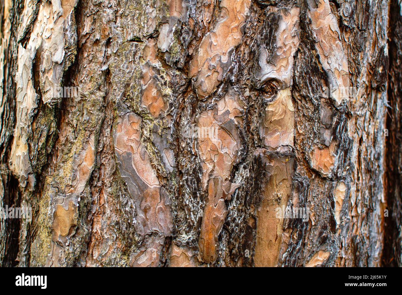 bark texture, pine tree, close-up, spring colors Stock Photo - Alamy