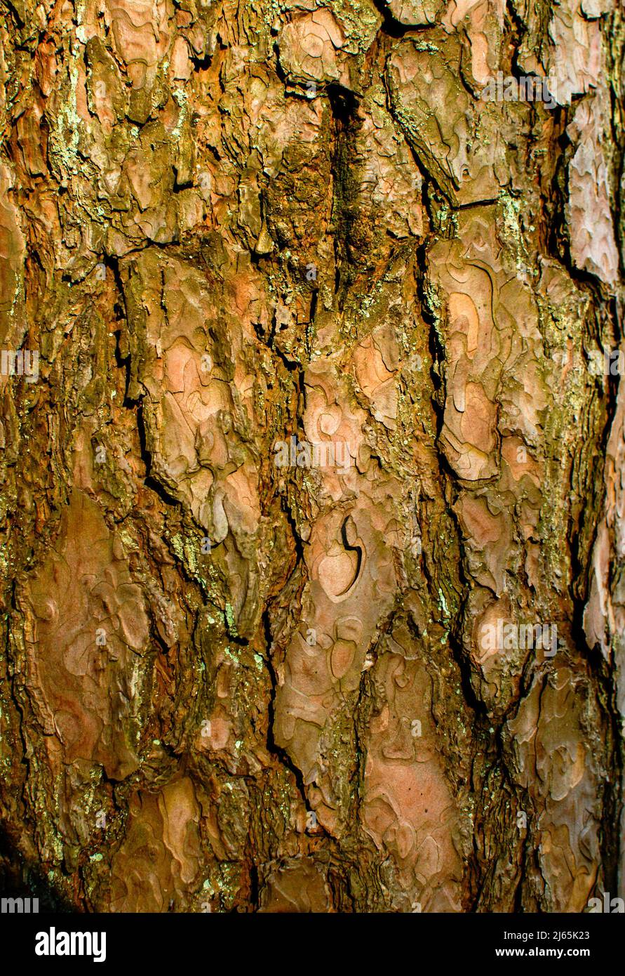 Old pine tree stump hi-res stock photography and images - Alamy