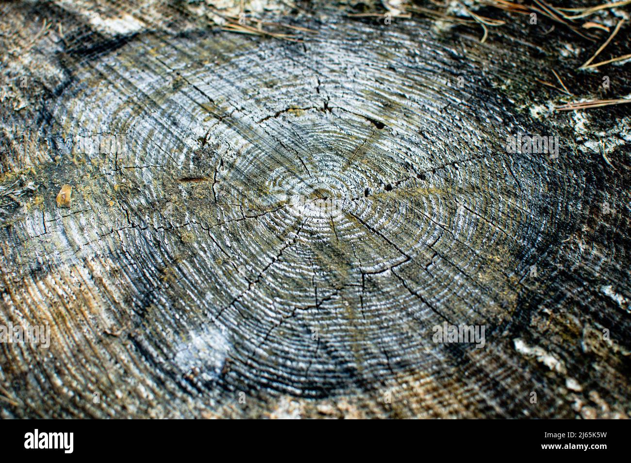 wood cross section and texture, old trunk, raw natural wood, macro ...
