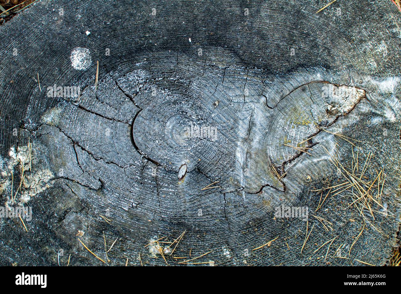 Wood cross section hi-res stock photography and images - Alamy