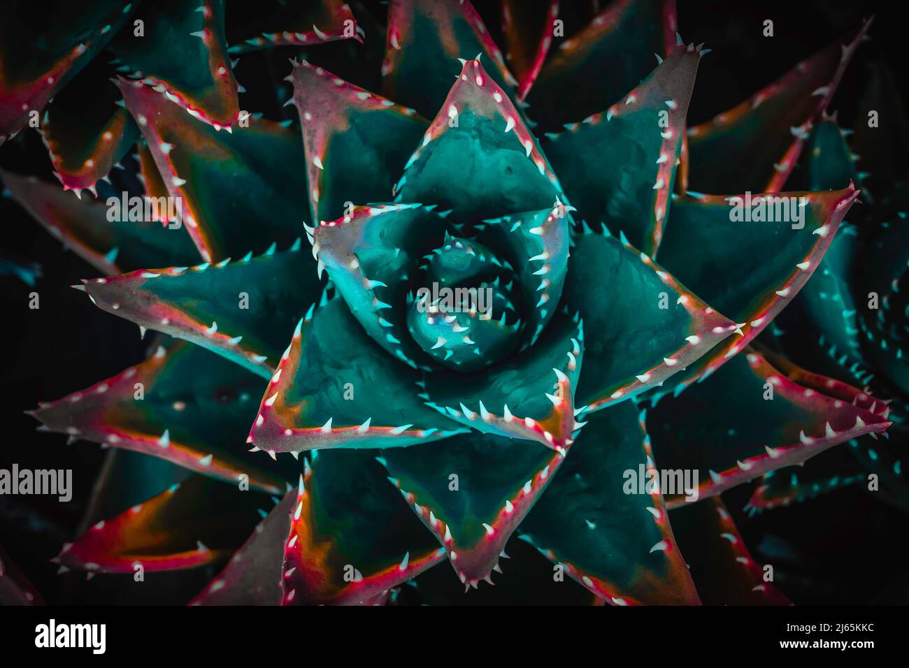 Closeup of a multi-colored cactus Stock Photo - Alamy