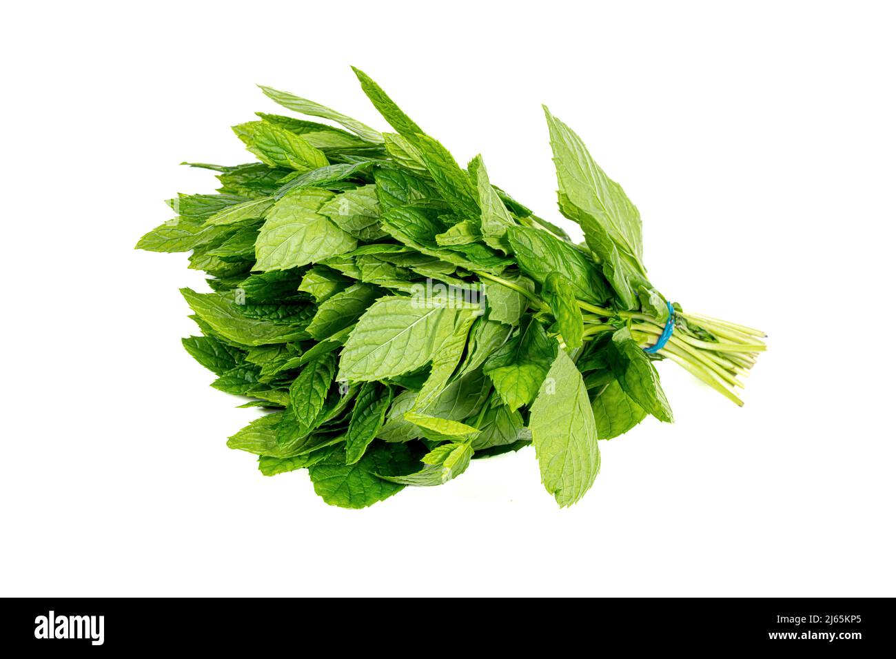 a freshly picked bunch of fresh mint on an isolated white background ...
