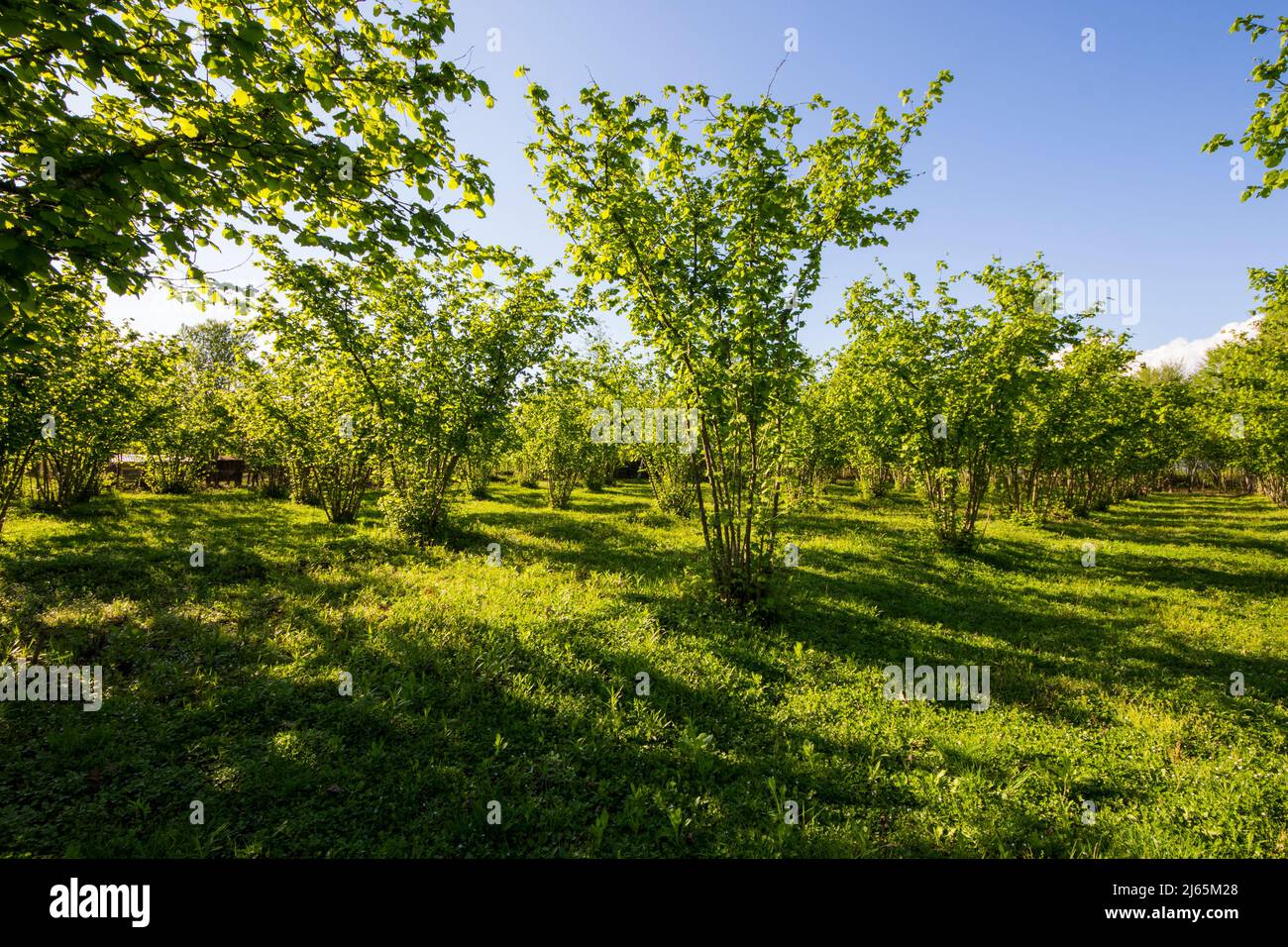 Hazelnut trees plantation landscape and view, large group of trees ...
