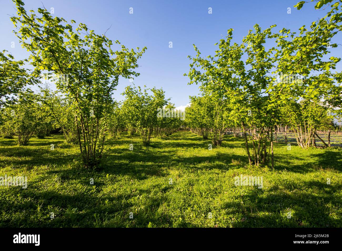 Hazelnut trees piedmont hi-res stock photography and images - Alamy