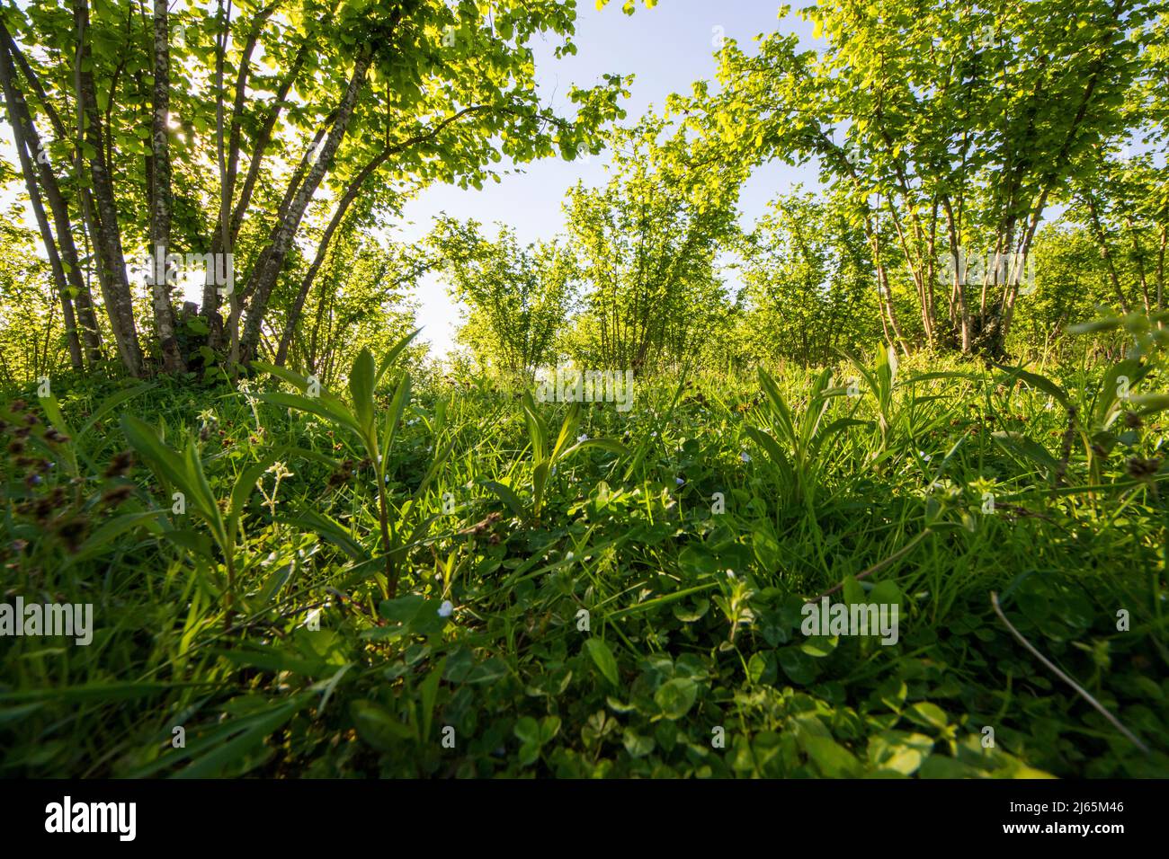 Hazelnut trees plantation landscape and view, large group of trees ...