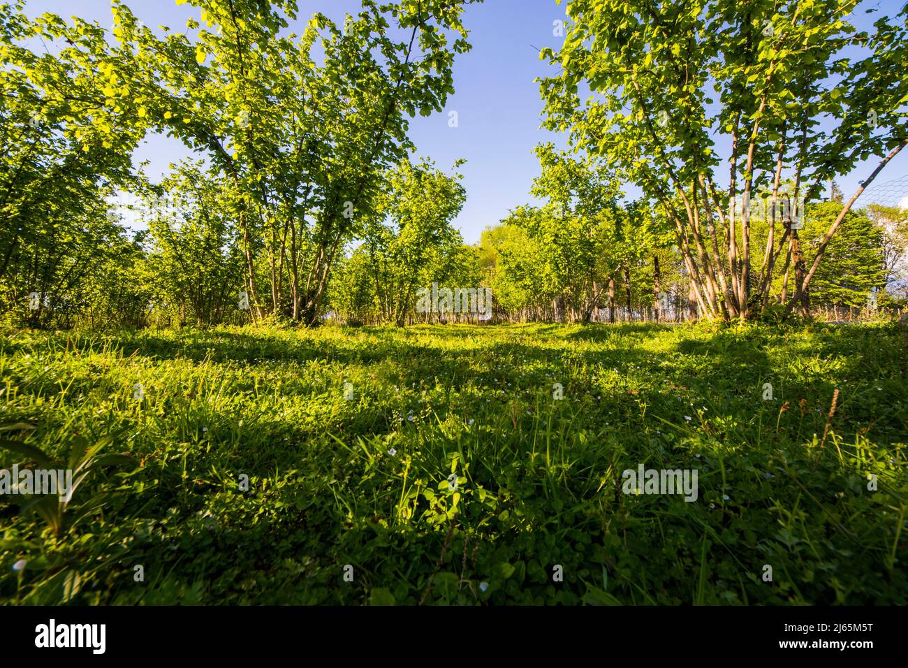 Hazelnut trees plantation landscape and view, large group of trees ...