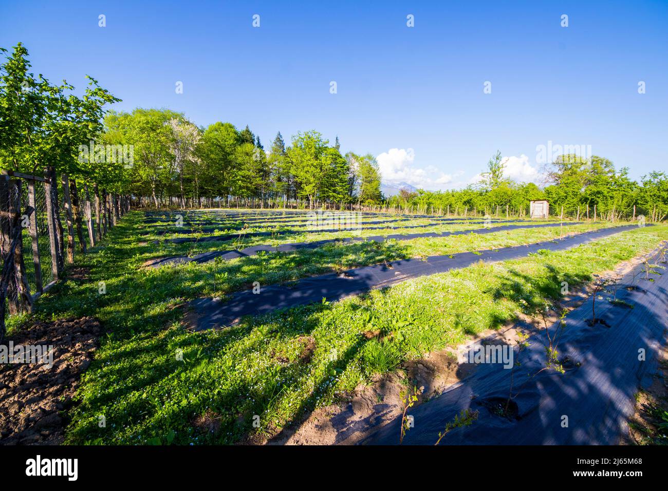 Blueberry plantation, field in the farm in Samegrelo, Georgia Stock ...