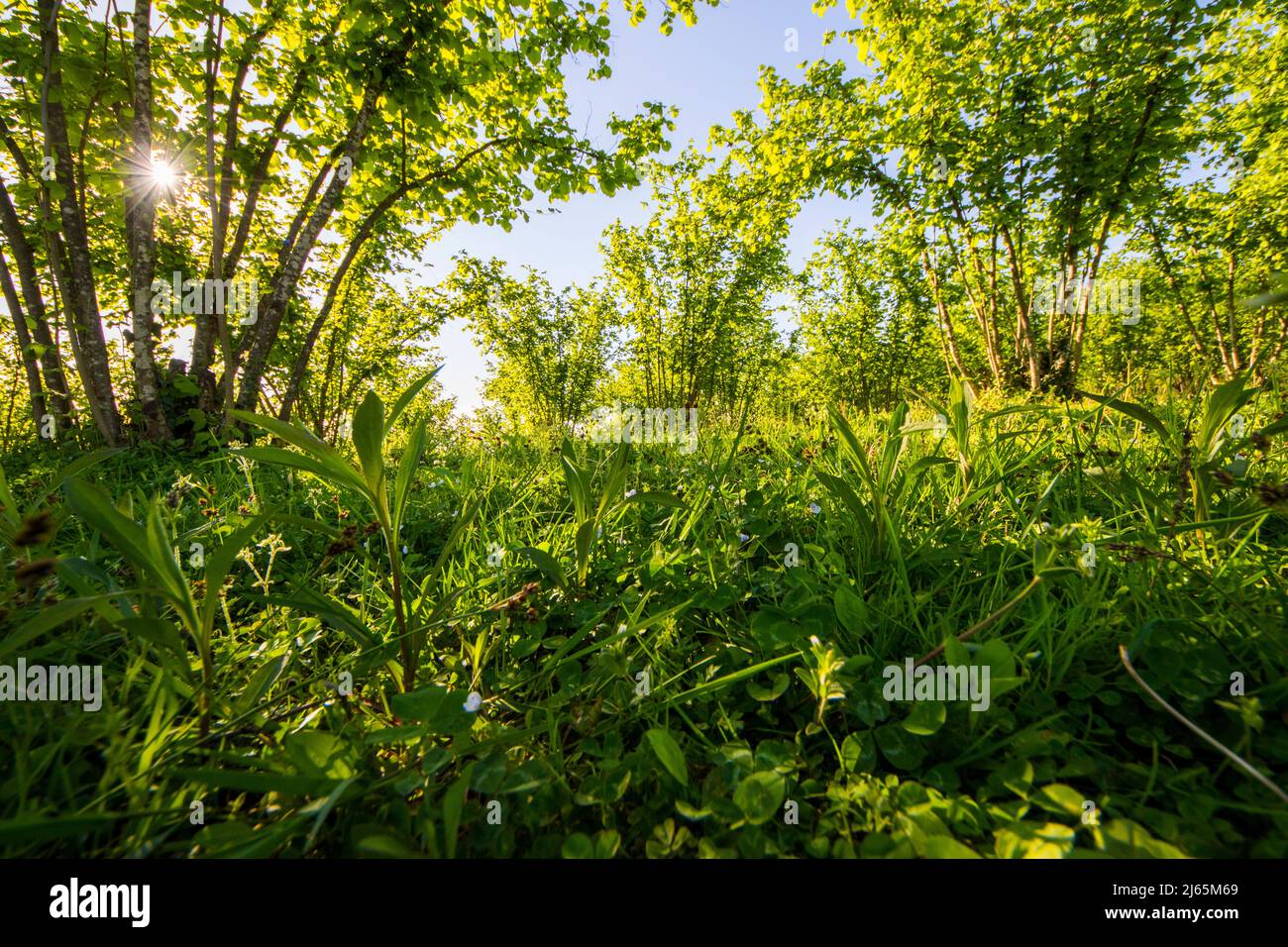 Hazelnut tree oregon hi-res stock photography and images - Alamy
