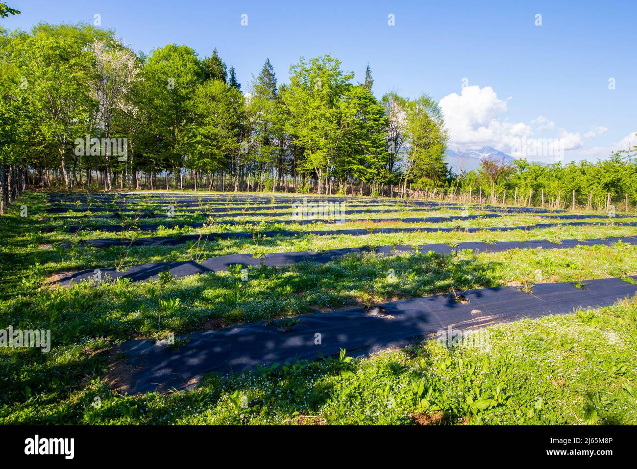 Blueberry plantation, field in the farm in Samegrelo, Georgia Stock ...