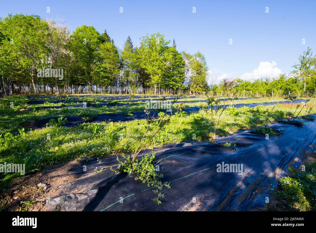 Blueberry plantation, field in the farm in Samegrelo, Georgia Stock ...