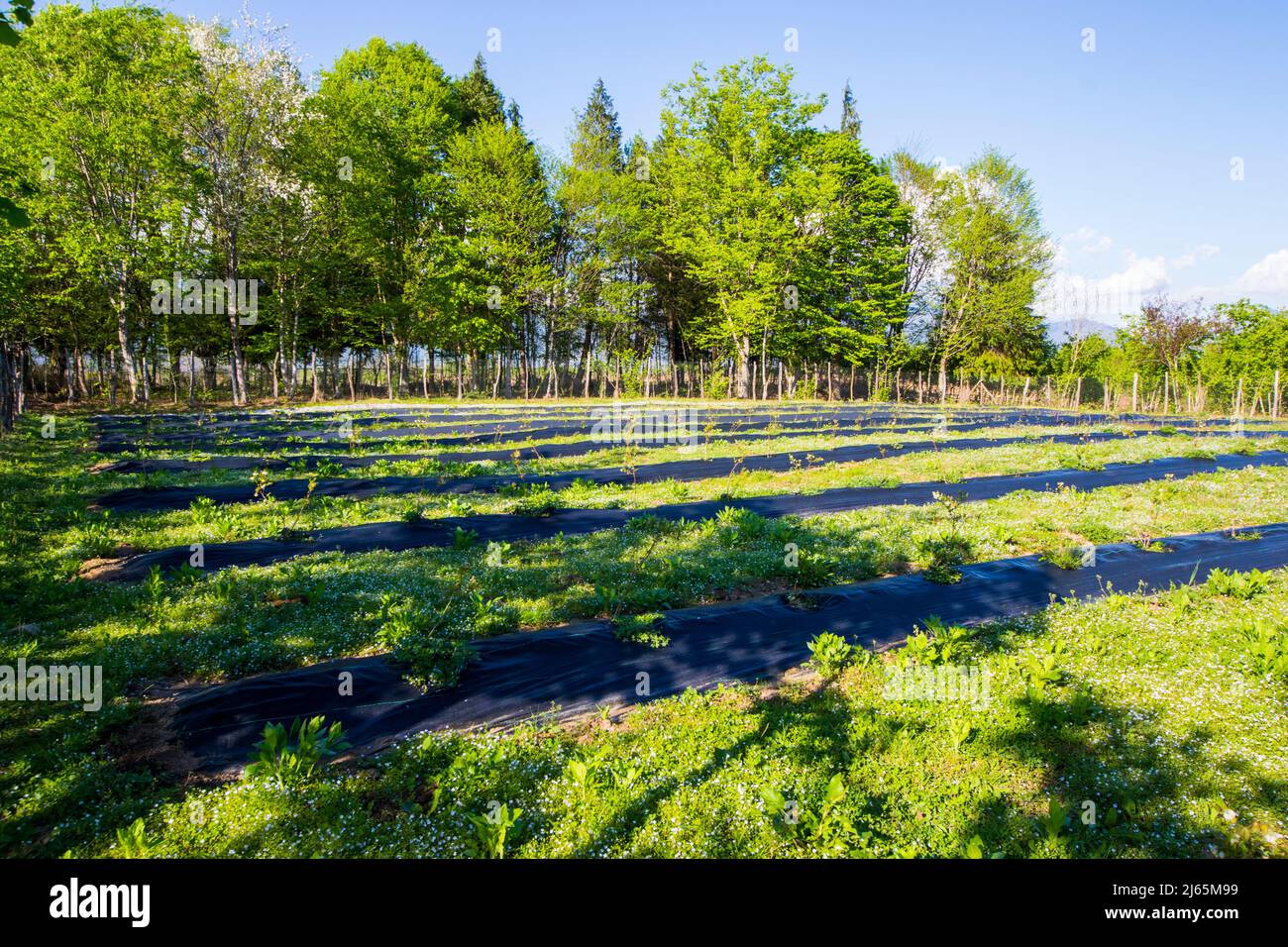 Blueberry plantation, field in the farm in Samegrelo, Georgia Stock ...