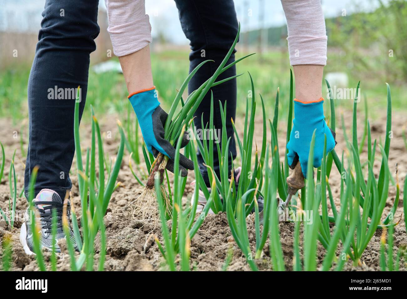 Woman's hands with shovel digging onions from the ground Stock Photo ...