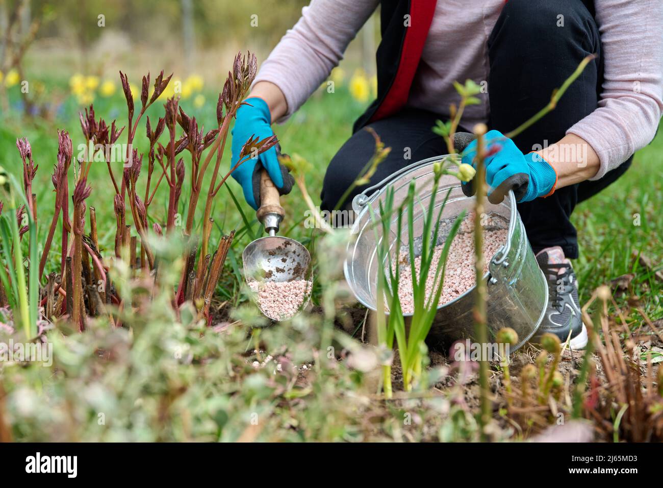 Person fertilize flower hi-res stock photography and images - Alamy