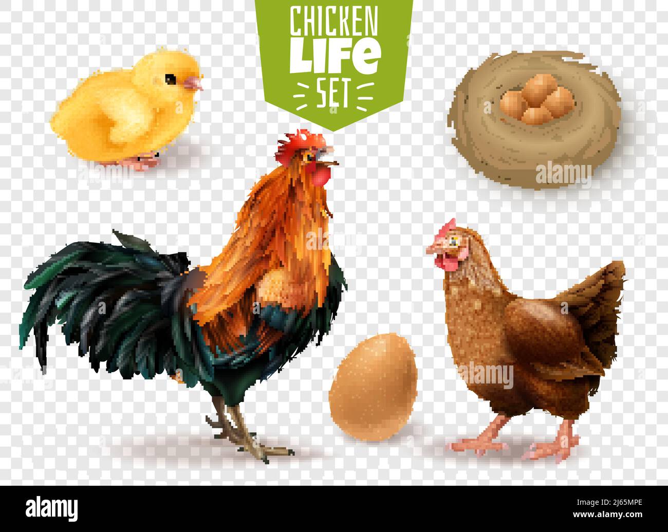 Chicken life cycle realistic set from eggs laying chicks hatching to ...
