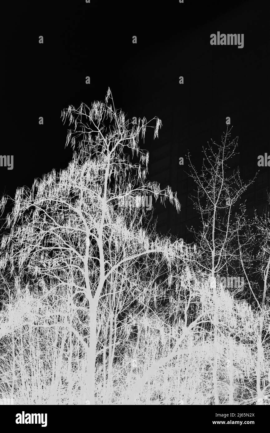 Trees growing in the park in a high contrast and negative view Stock ...