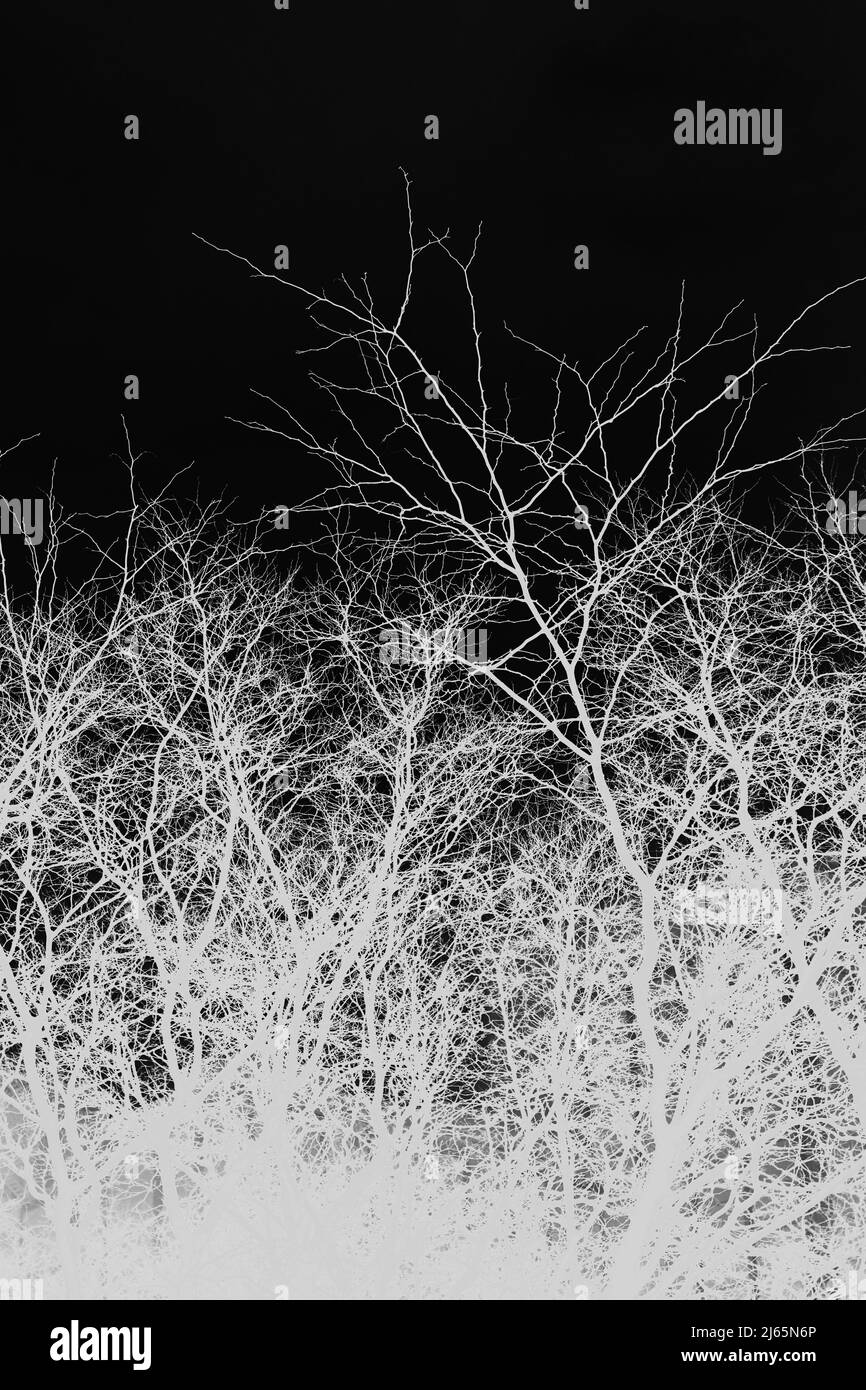 Trees growing in the park in a high contrast and negative view Stock ...