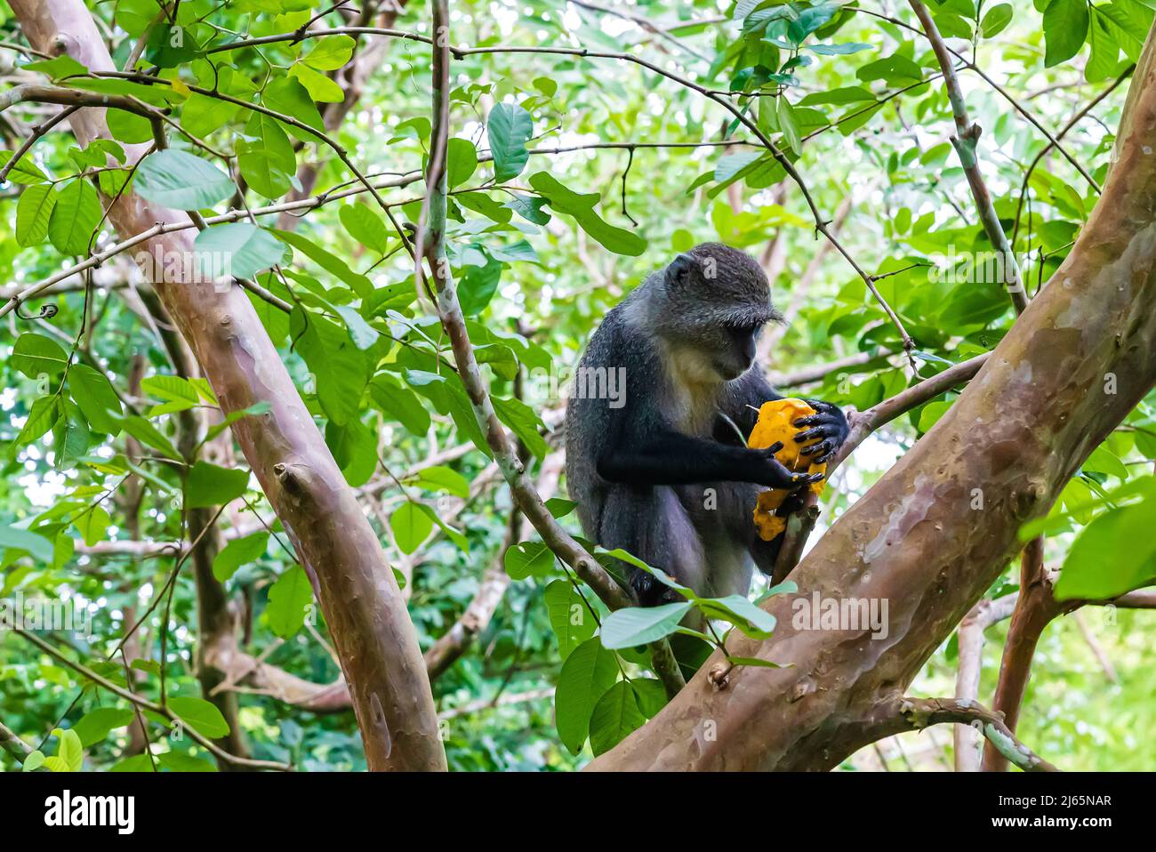 Monkey sitting on a branch eating a mango in forest. Zanzibar, Tanzania ...