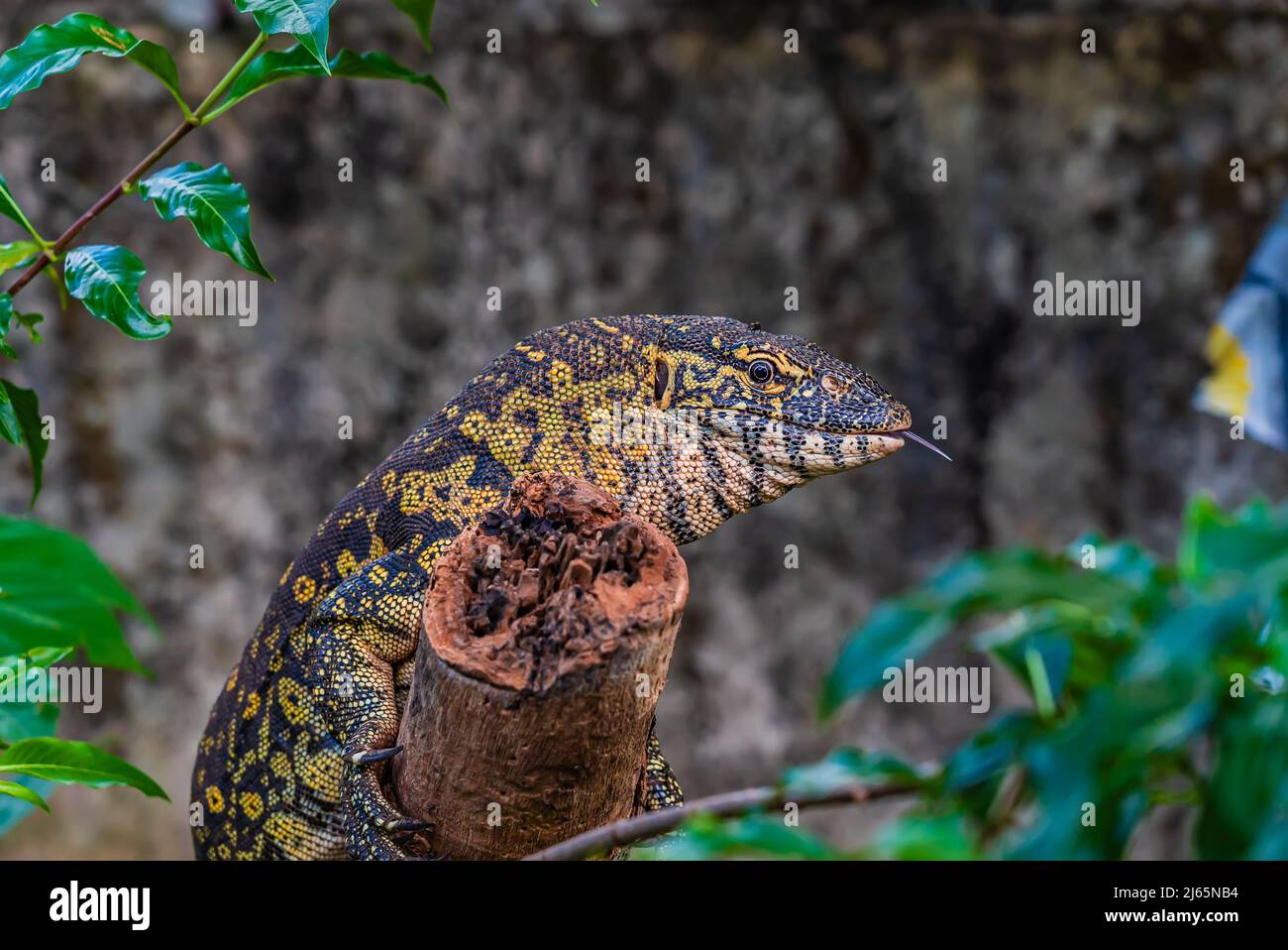 Varan lizard on the tree in Zanzibar, Tanzania Stock Photo - Alamy