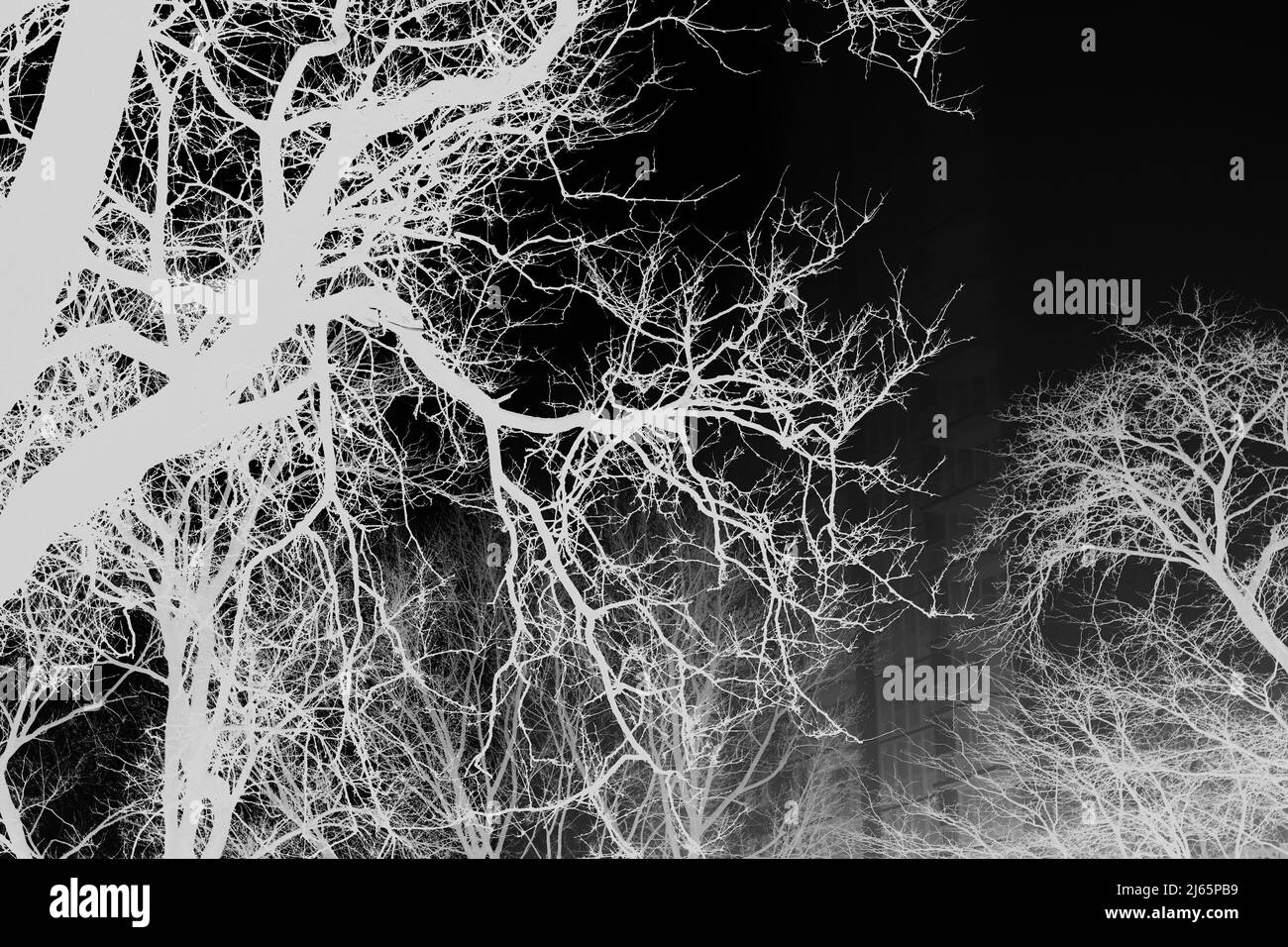 Trees growing in the park in a high contrast and negative view Stock ...