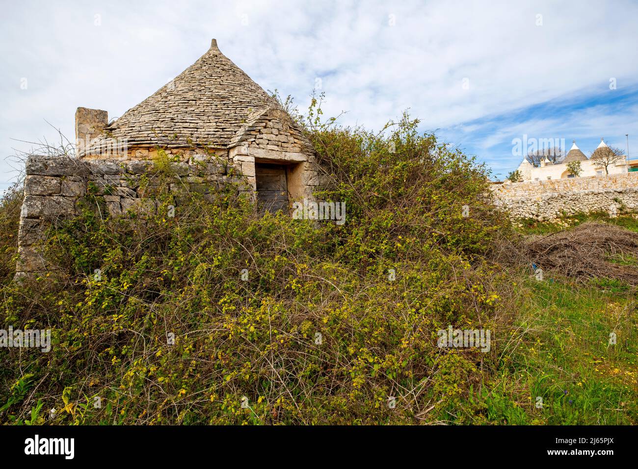 Trulli dwellings in Apulia, countryside, olive tree and traditional ...
