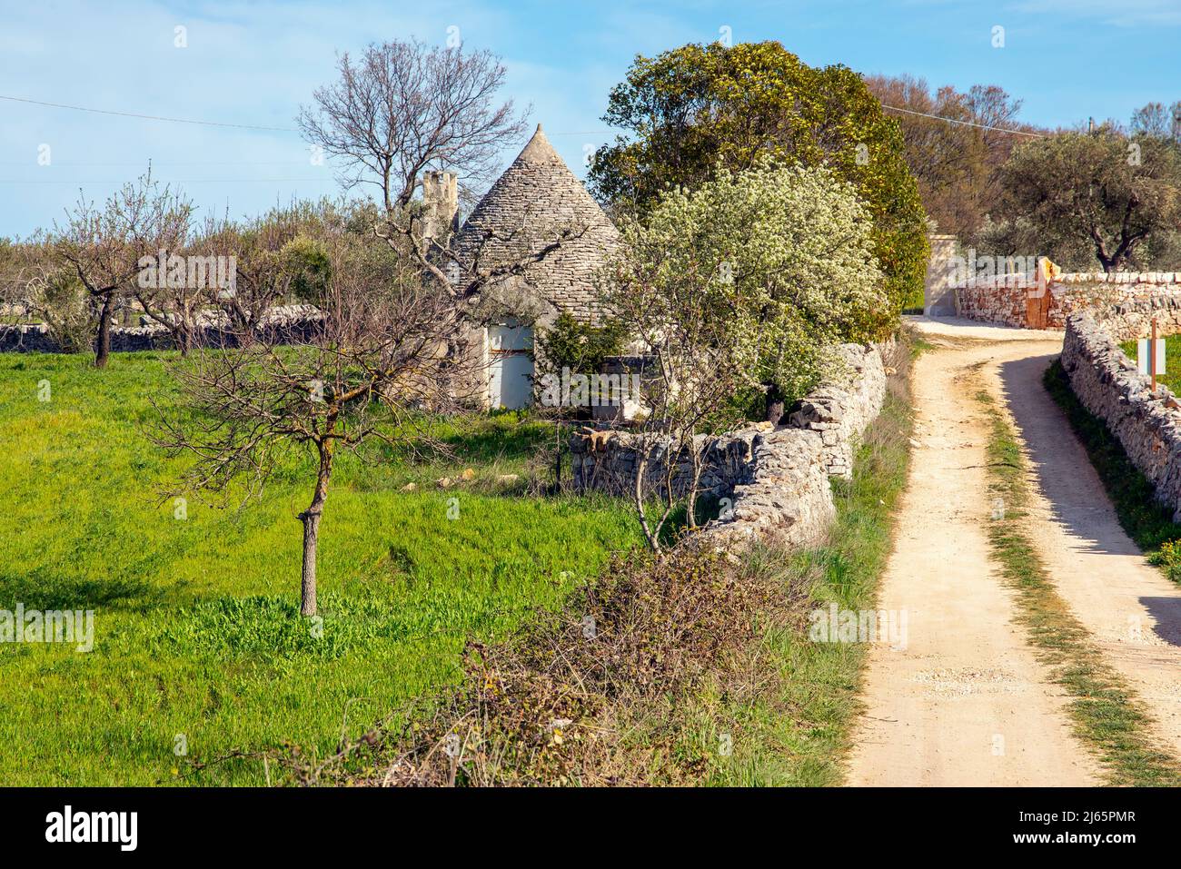 Trulli dwellings in Apulia, countryside, olive tree and traditional ...