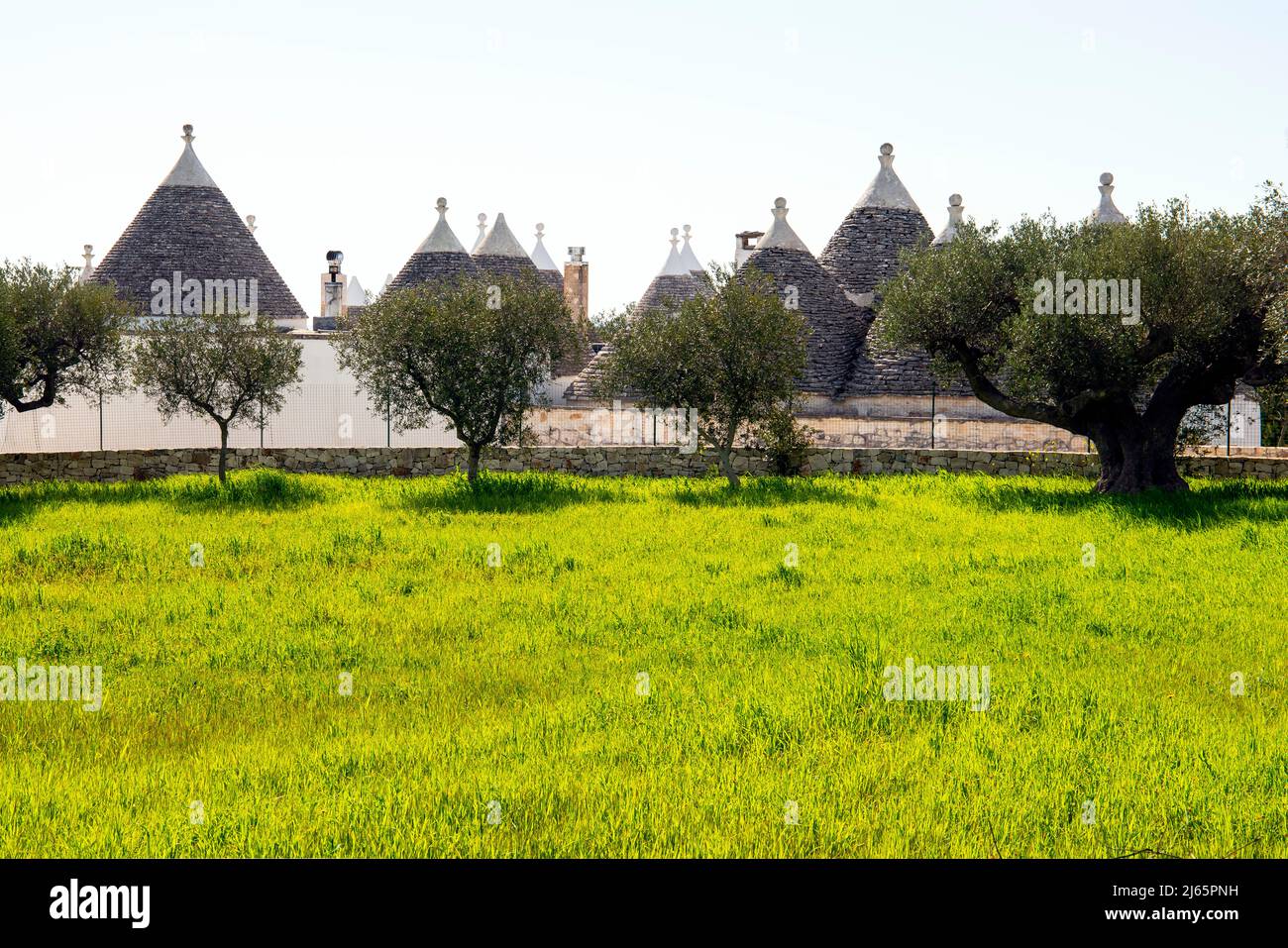 Trulli dwellings in Apulia, countryside, olive tree and traditional ...