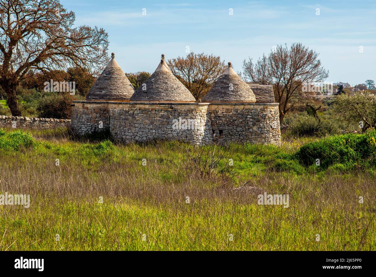 Trulli dwellings in Apulia, countryside, olive tree and traditional ...