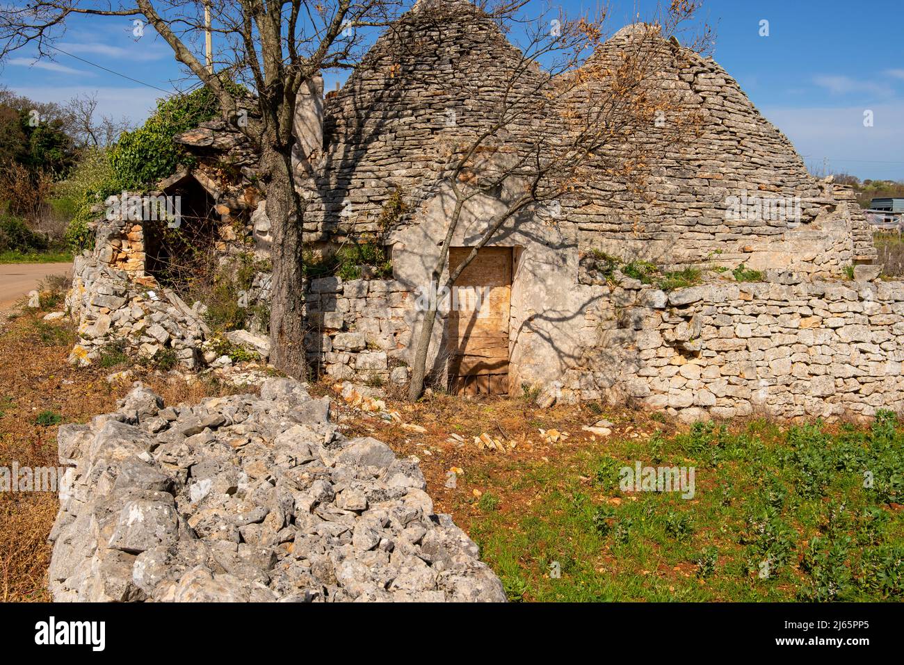 Trulli dwellings in Apulia, countryside, olive tree and traditional ...