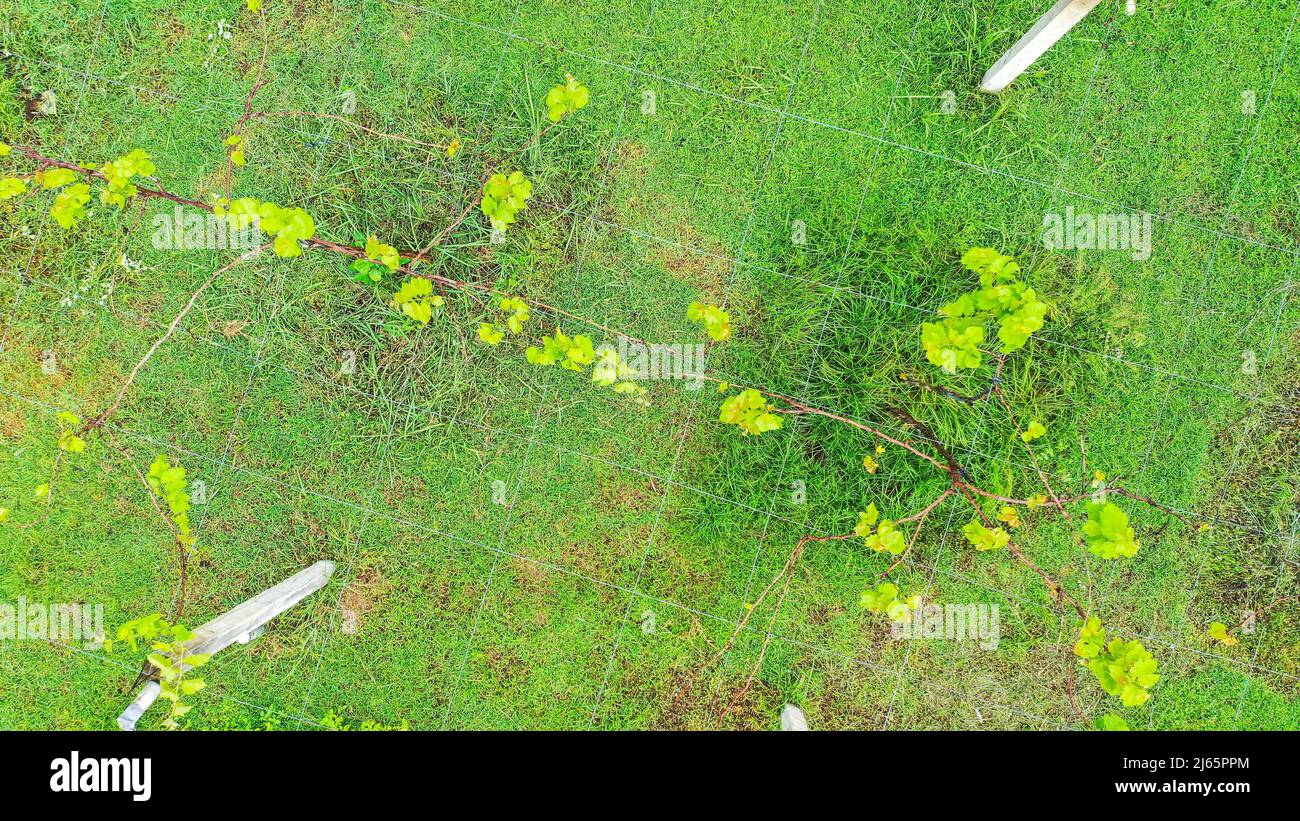 Aerial top down view of vineyards in Pemuteran, Bali. Top down close ...