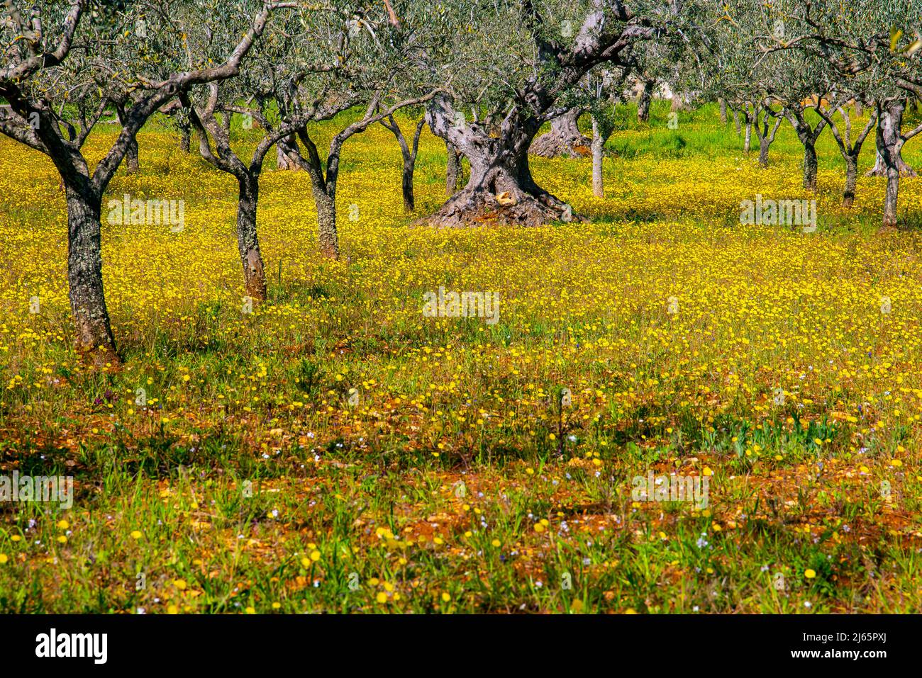 Landscape of Apulia (Puglia) in the springtime, countryside, olive tree ...
