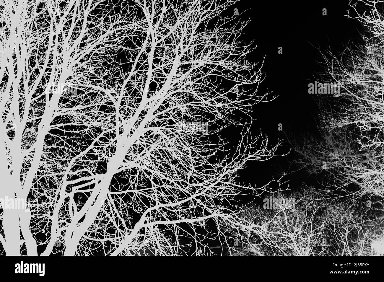 Trees growing in the park in a high contrast and negative view Stock ...
