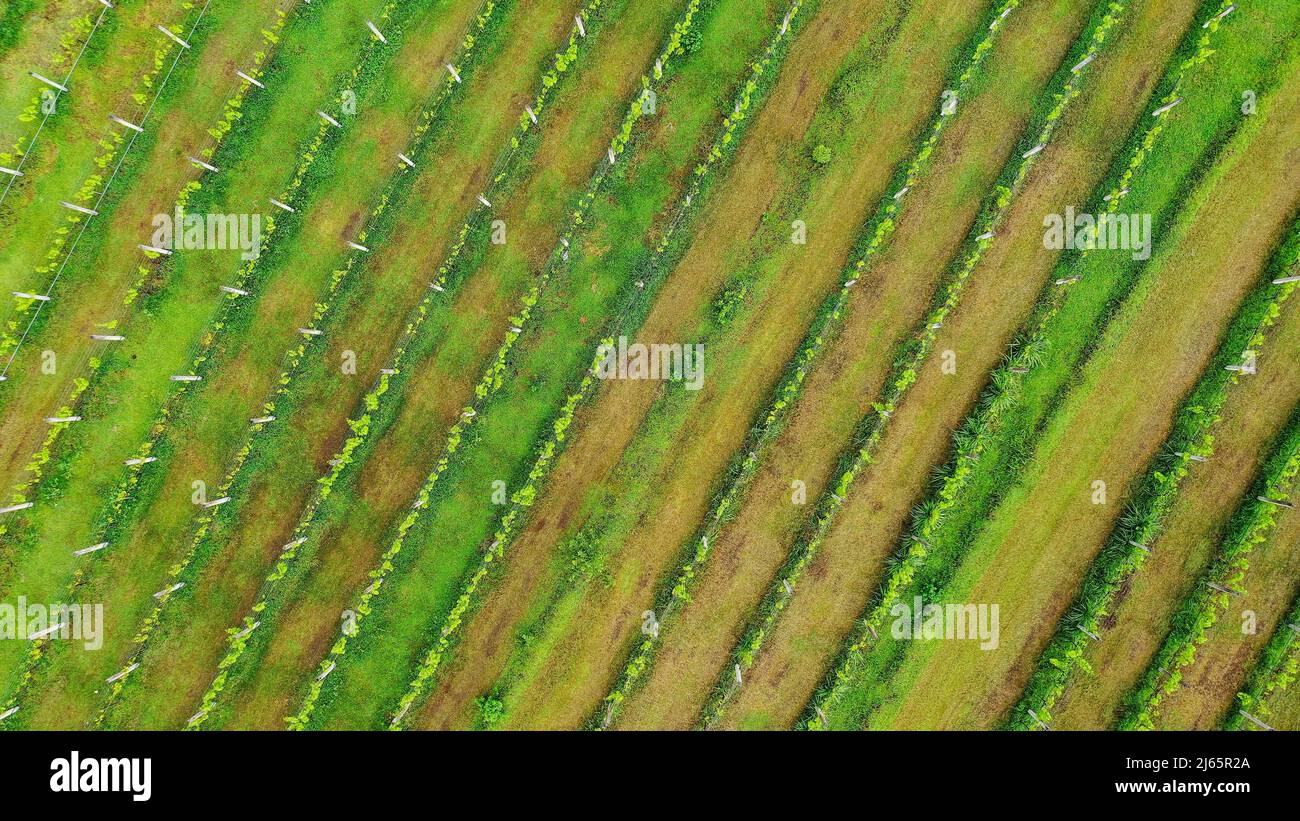 Aerial top down view of vineyards in Pemuteran, Bali. Top down close ...
