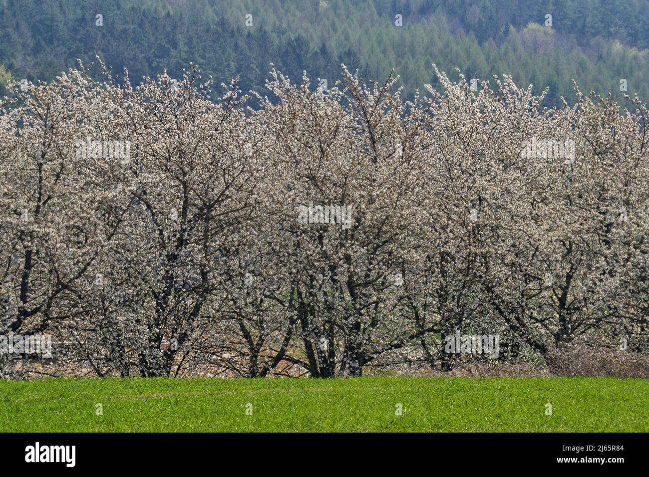Cherry tree trees blooming Lower Silesia Poland Stock Photo - Alamy