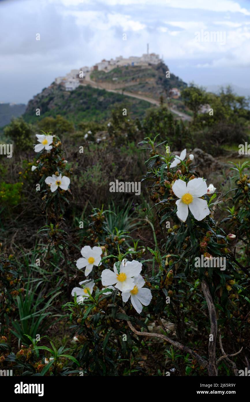 Spring in the mountain top pueblo of Comares in the Axarquia region of ...