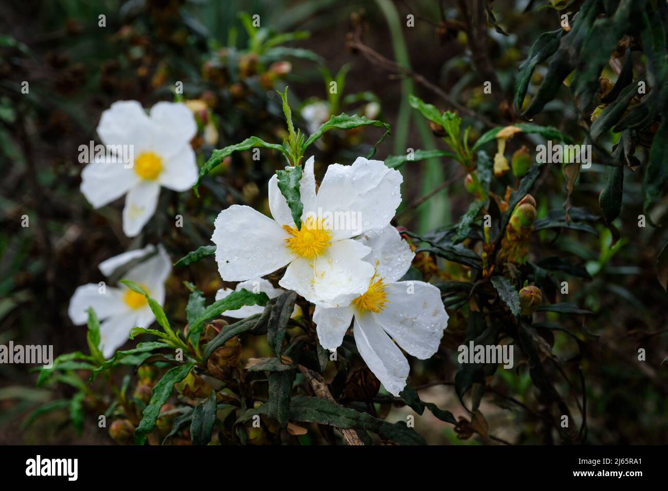Spring in the mountain top pueblo of Comares in the Axarquia region of ...