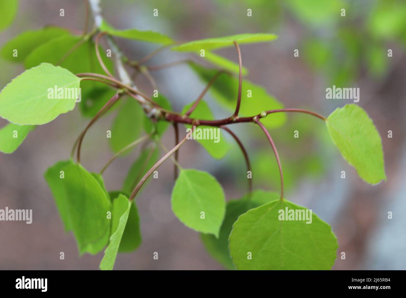 Very small leaves hi-res stock photography and images - Alamy