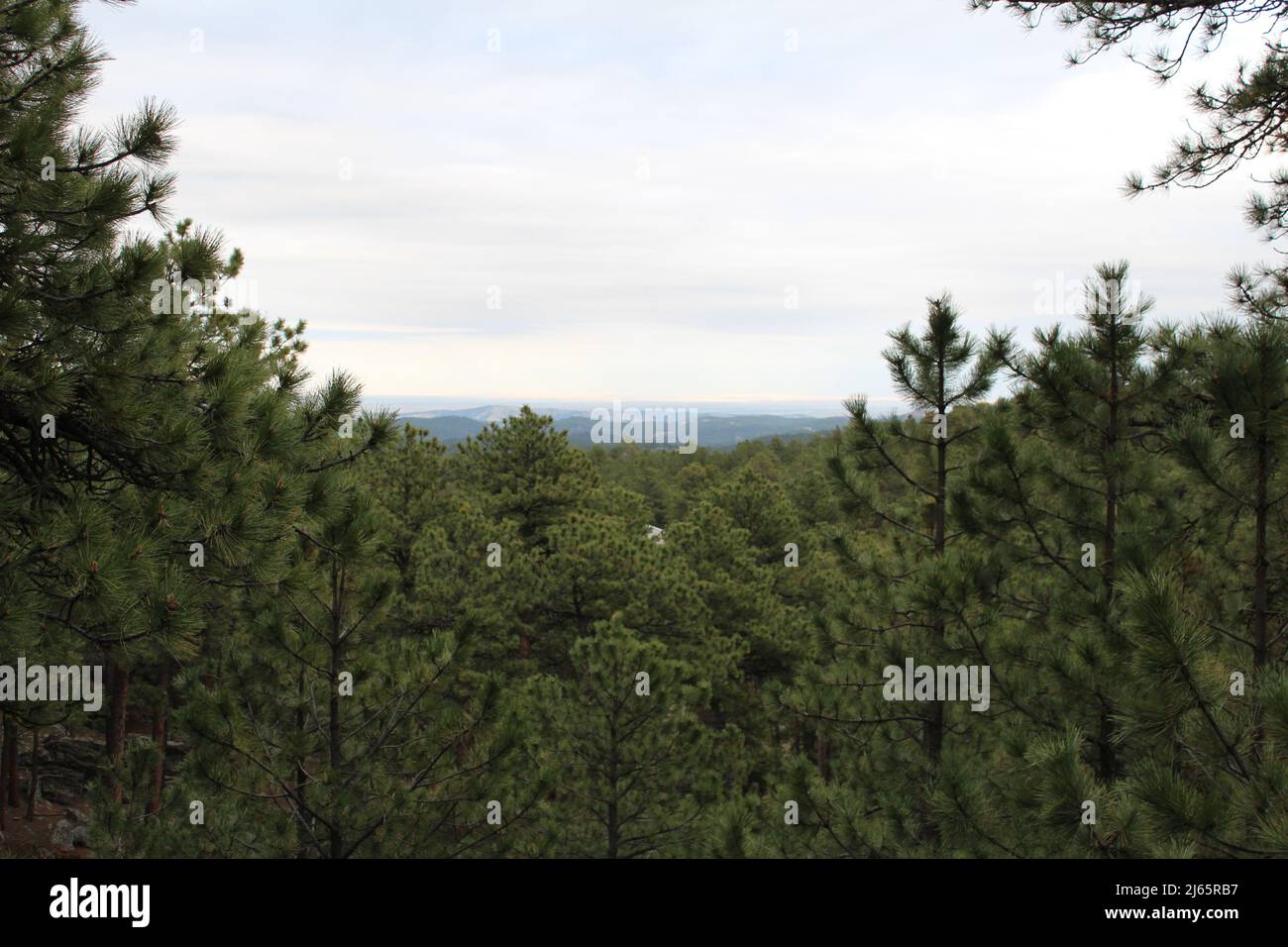 Scenic view Pine trees in wide open countryside Stock Photo - Alamy
