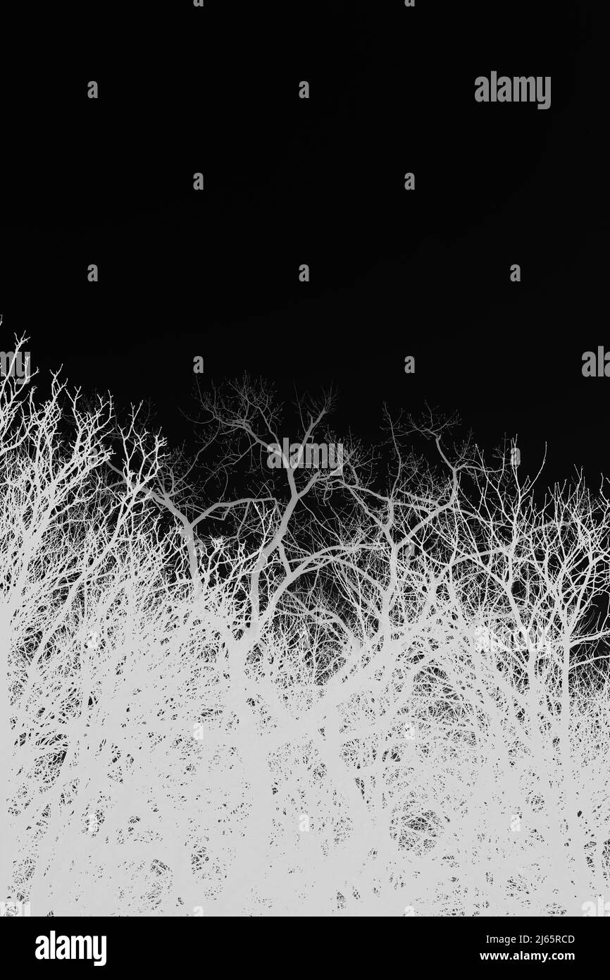 Trees growing in the park in a high contrast and negative view Stock ...