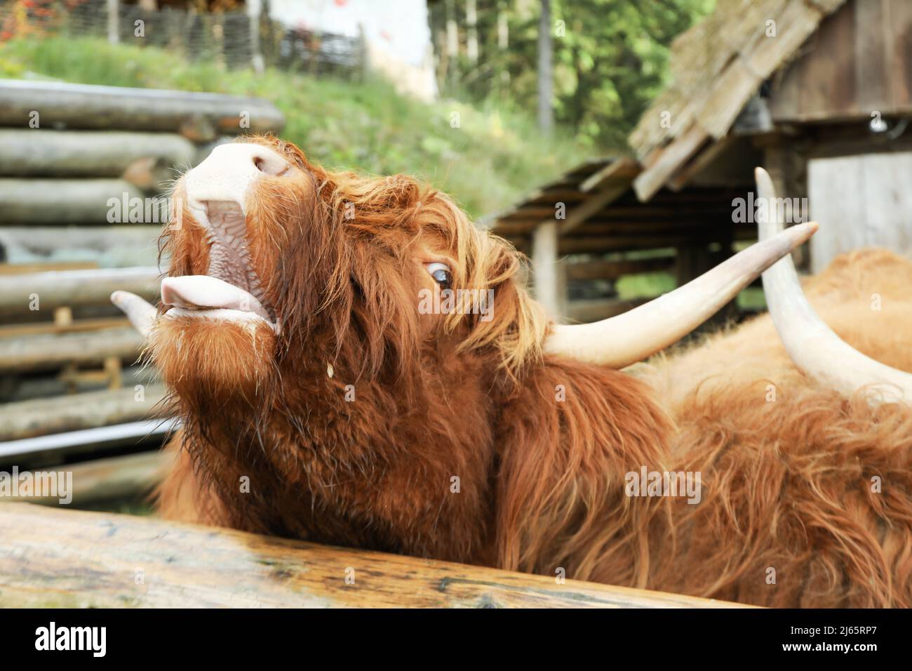 Cute scottish cow in hi-res stock photography and images - Alamy