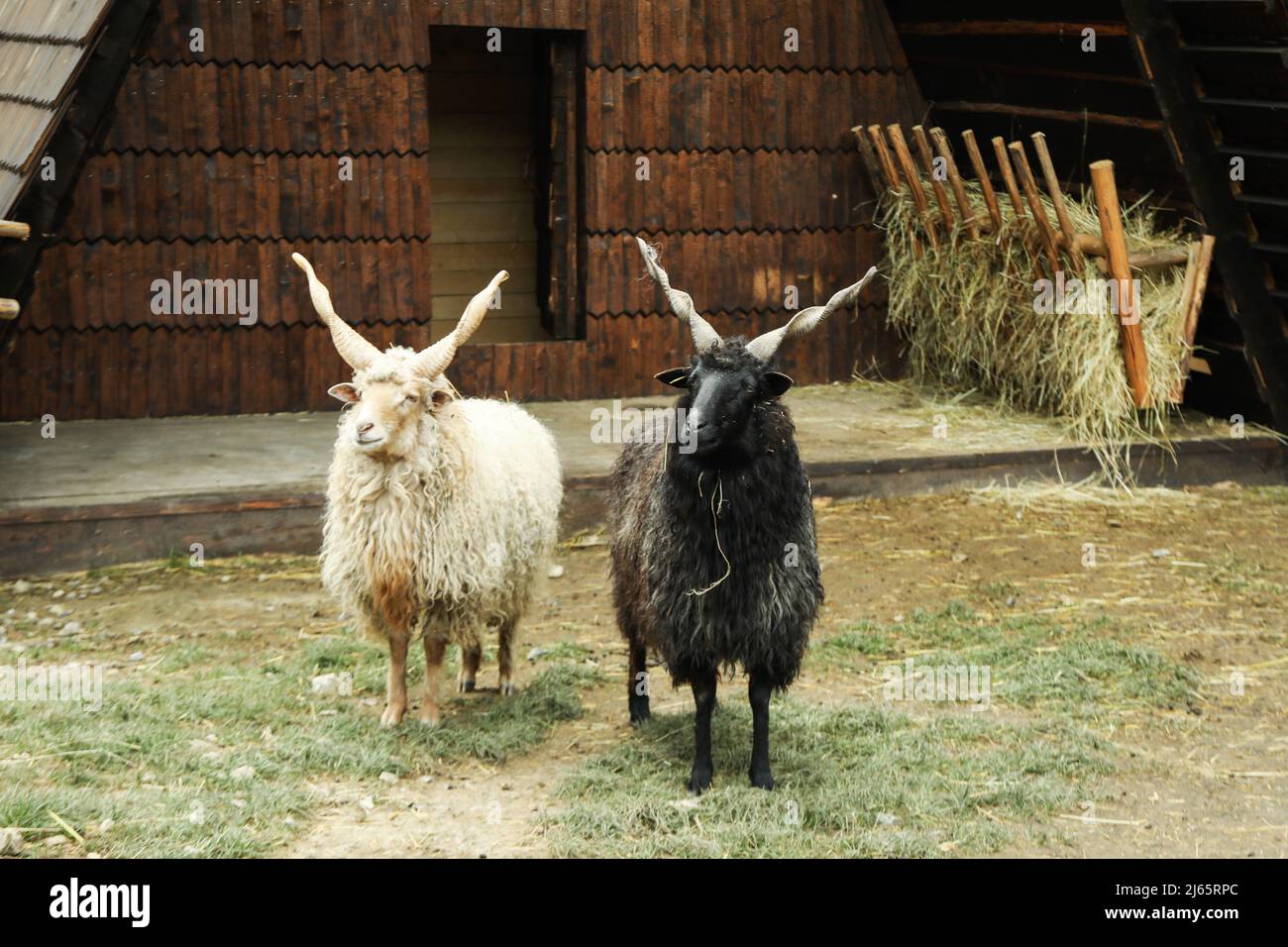 Racka portrait hi-res stock photography and images - Alamy