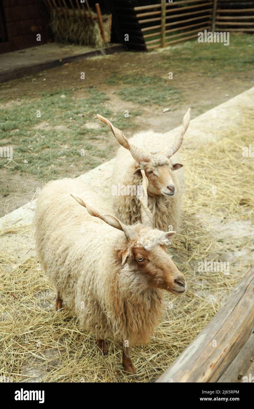 Racka sheep portrait hi-res stock photography and images - Alamy