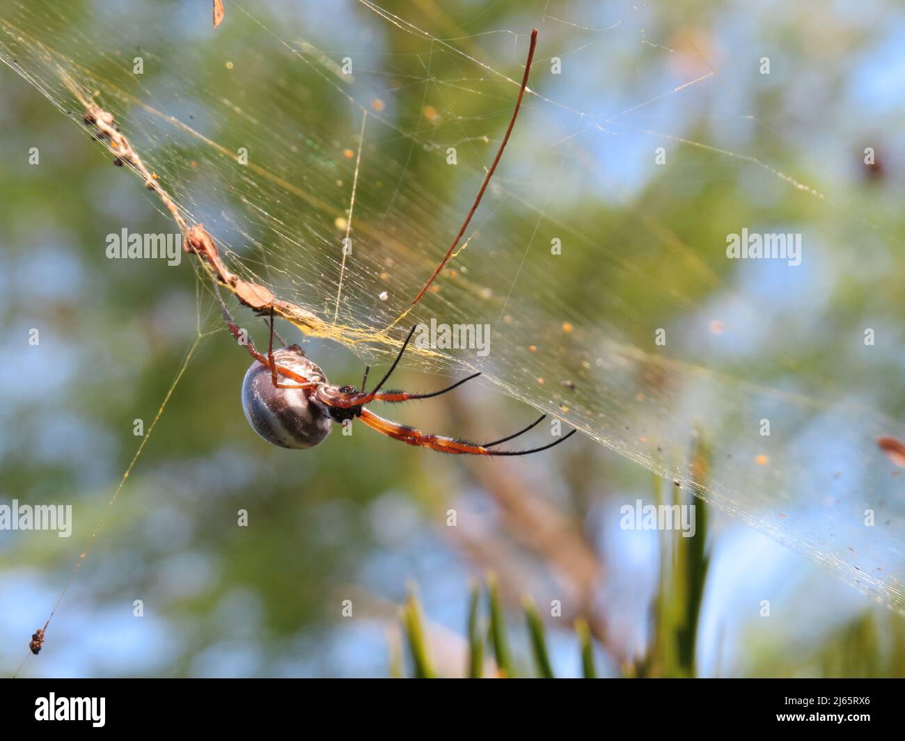 Golden legs stretch over a delicate web, waiting for breakfast to fly ...