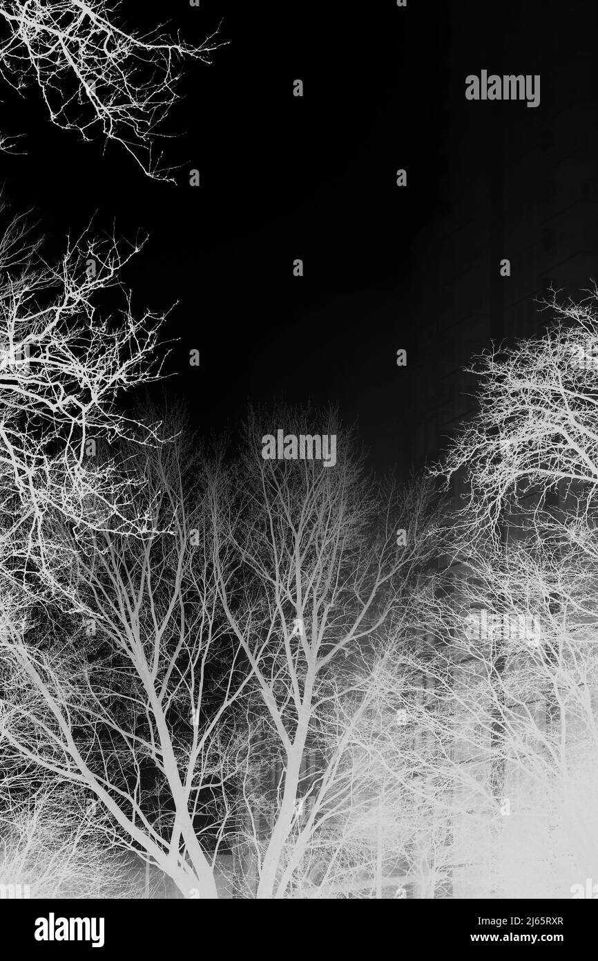 Trees growing in the park in a high contrast and negative view Stock ...