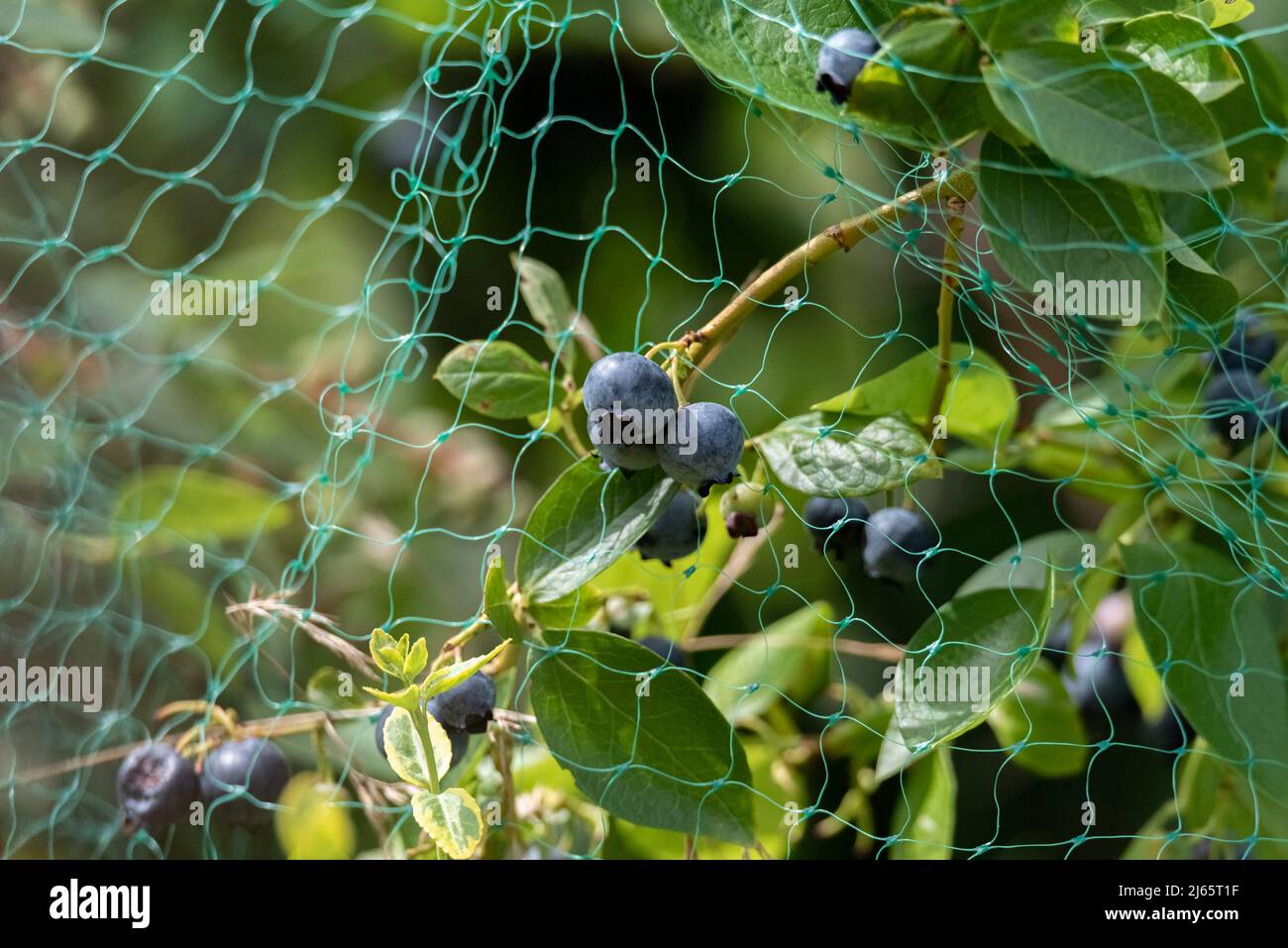 Blueberries under a protective plastic net. Protection of fruit on the ...