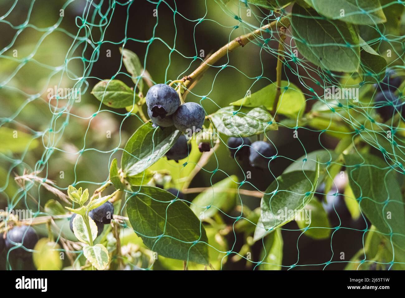 Blueberries under a protective plastic net. Protection of fruit on the ...